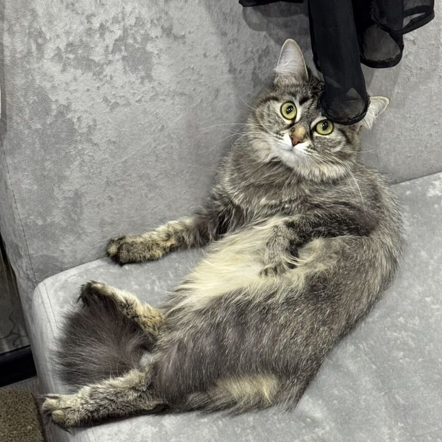 Взрослая кошка от частного владельца