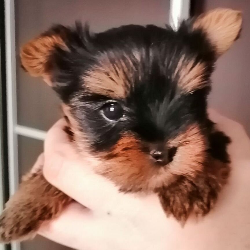 Йоркширский терьер, щенок