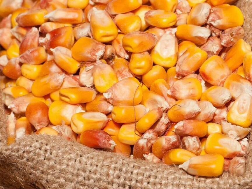 Кормовой овёс, Фуражный овёс корма