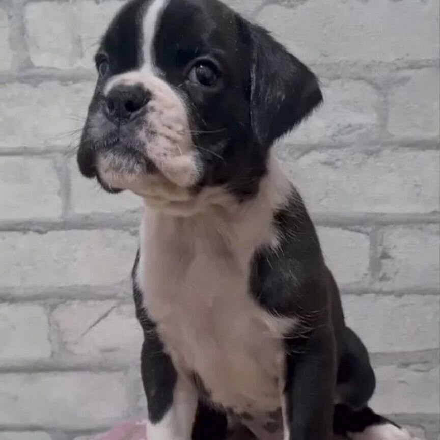 Немецкий боксер