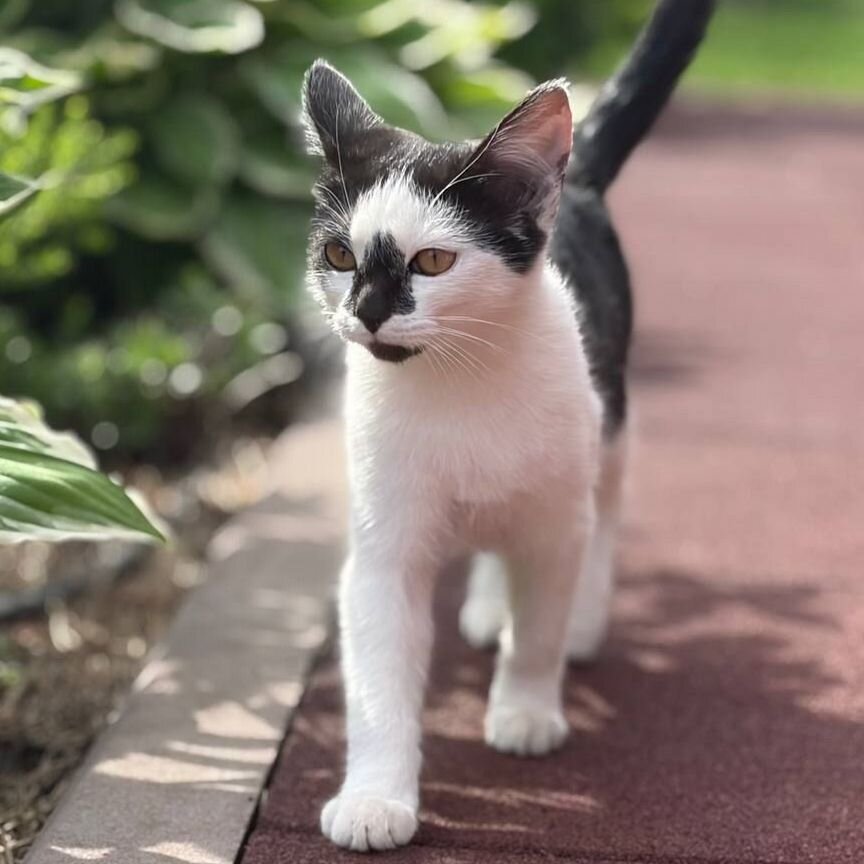 Котёнок в добрые руки