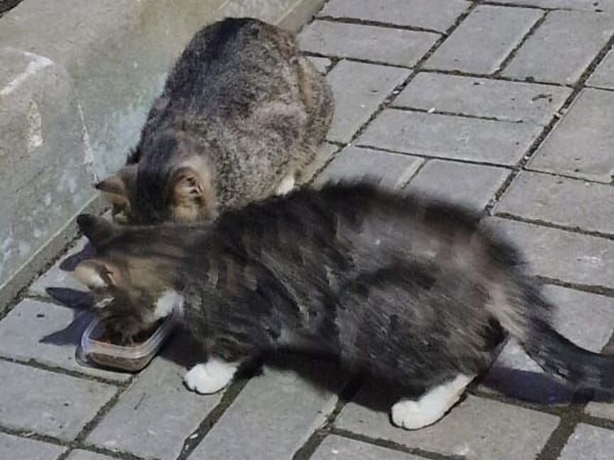 Два бездомных несчастных кота