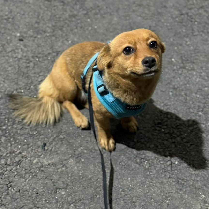 Взрослая собака в добрые руки