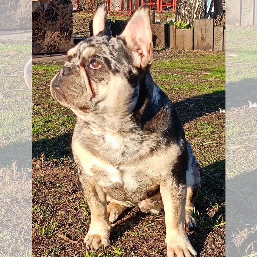Французский бульдог, щенок