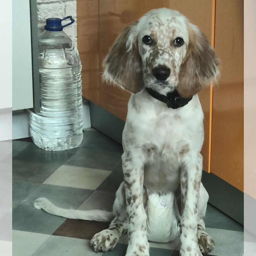 Английский сеттер, щенок