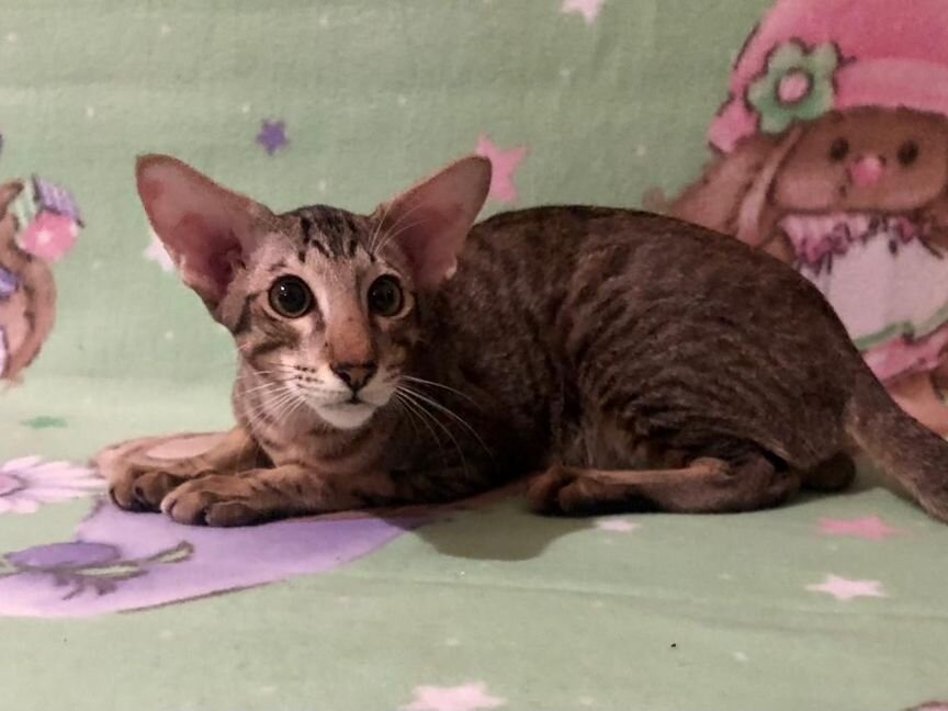 Ориентальная