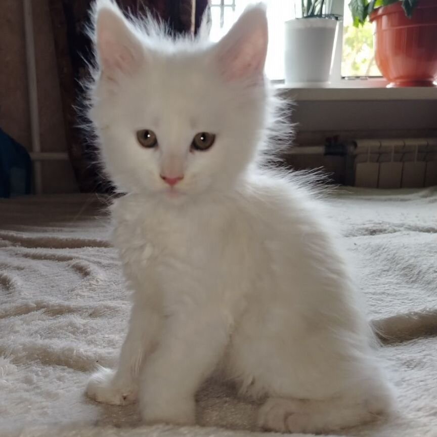 Мейн-кун котёнок