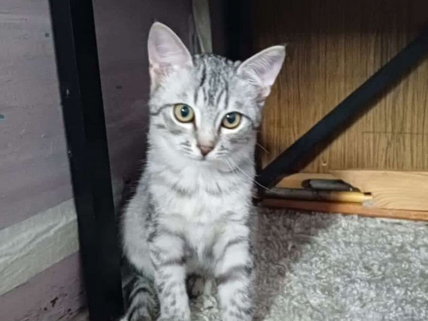 Кошечка 4 месяца в добрые руки котенок отдам