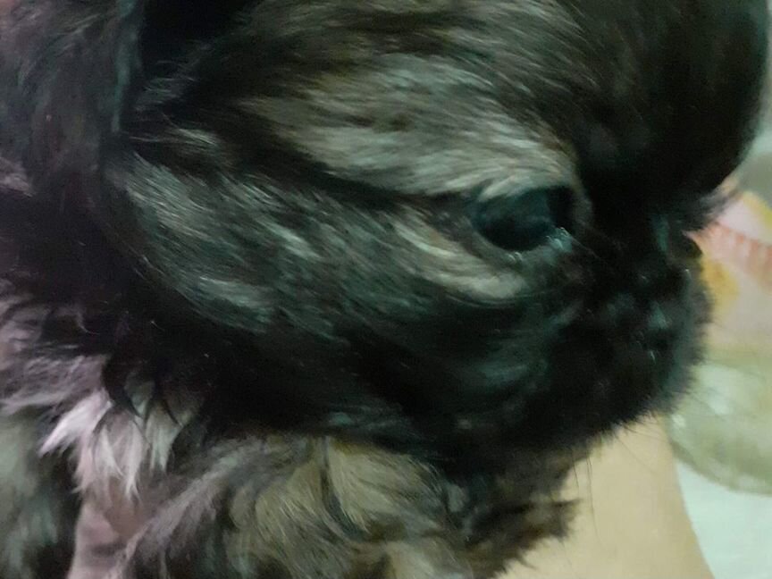 Продаются карликовые пекинесы