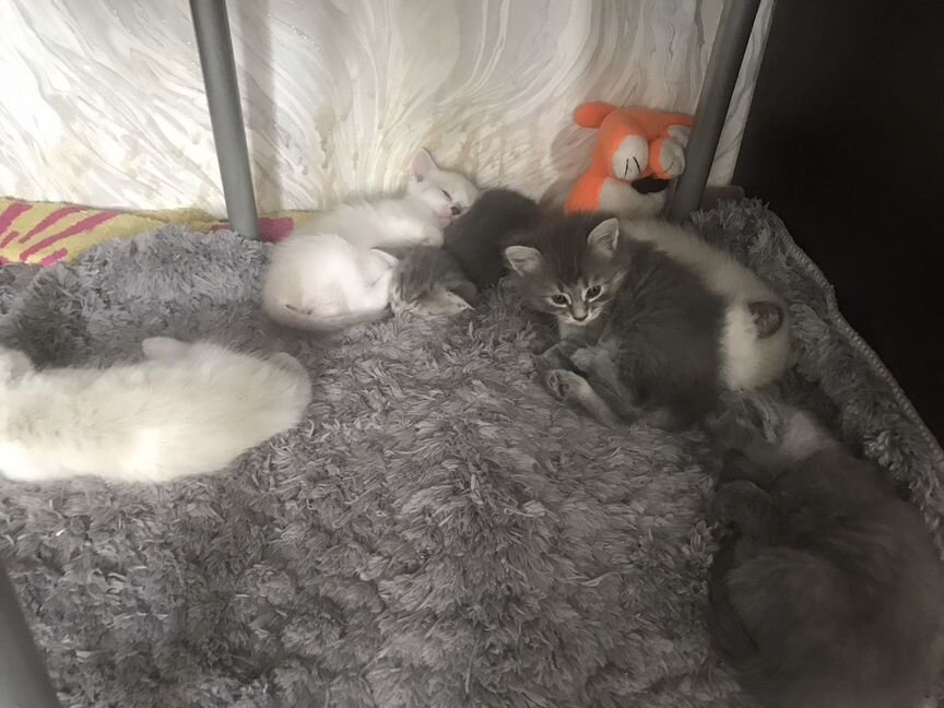 Кошка