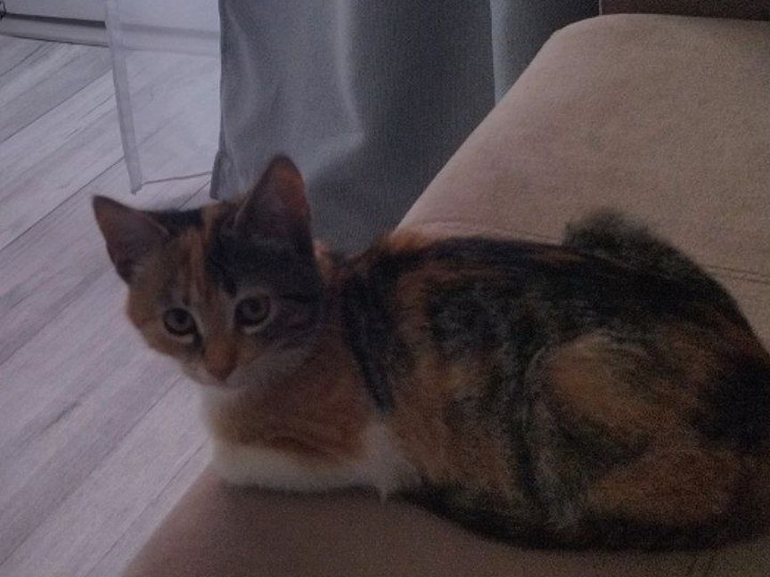 Котёнок