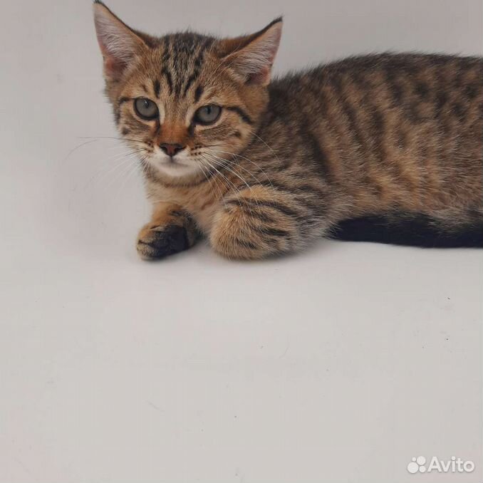 Котик манчкин стандарт
