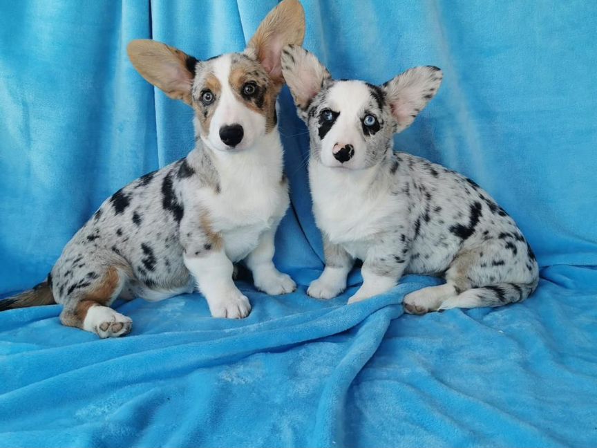 Чудесные карди девочки