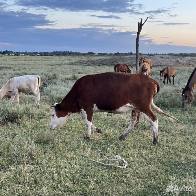 Корова с теленком
