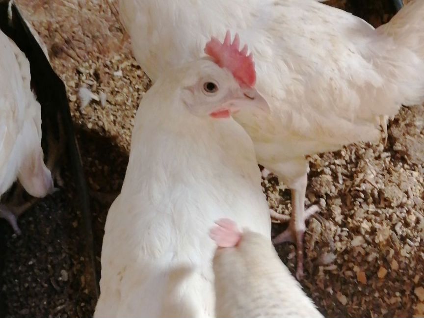 Петушки молодые 2,5-3 мес на откорм бульонные