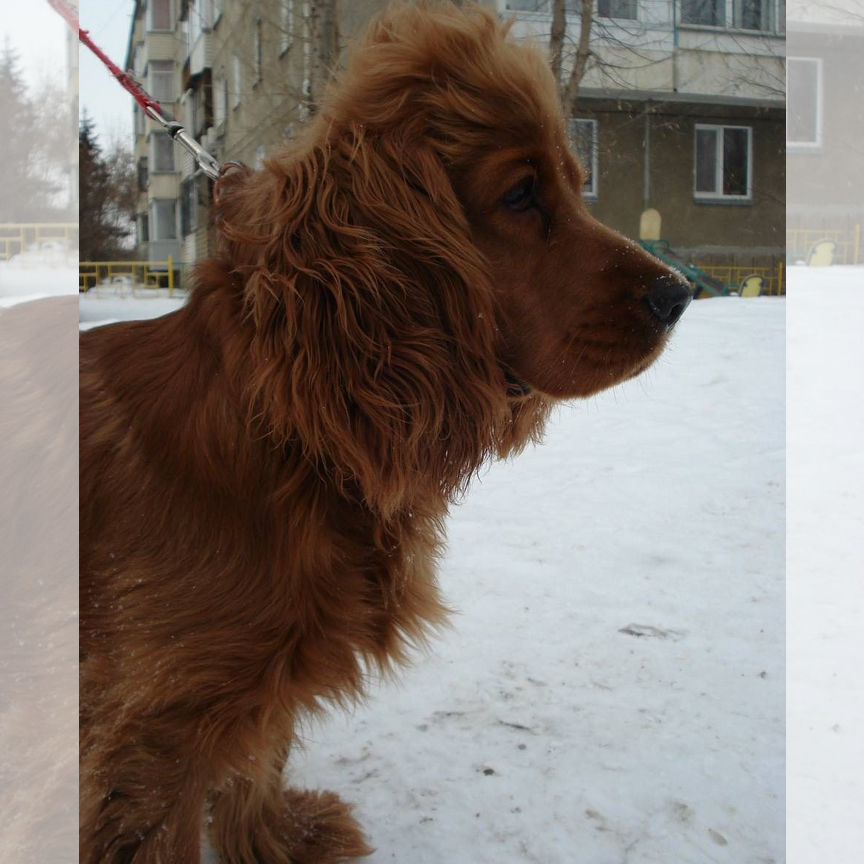 Английский кокер-спаниель, щенок