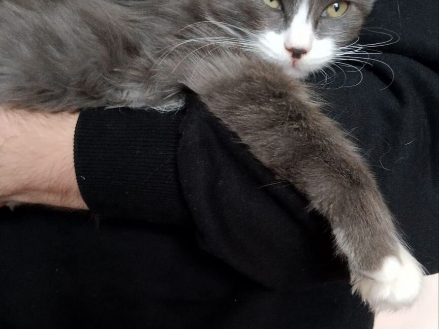 Кот