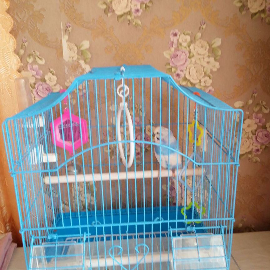 Попугай