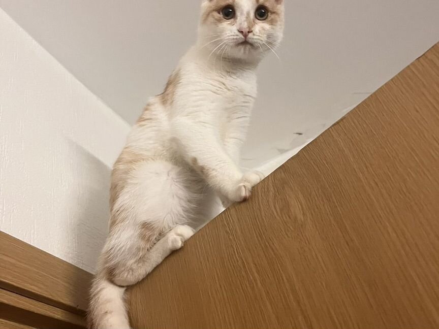 Котенок в дар