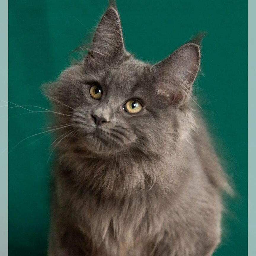 Мейн-кун котёнок