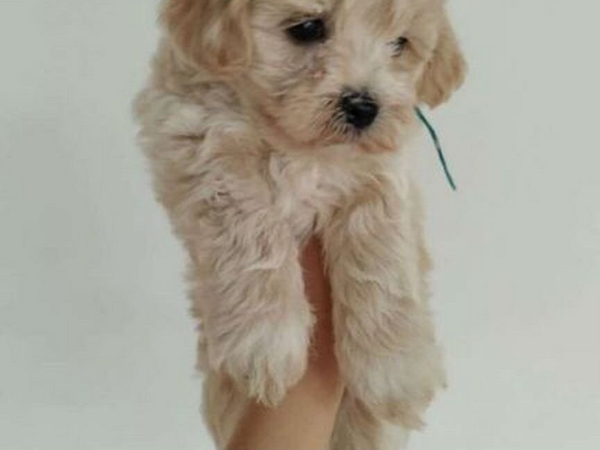 Мальтипу Ф1 Premium