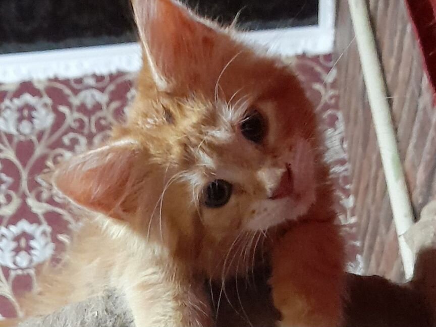 Котята мейн-кун