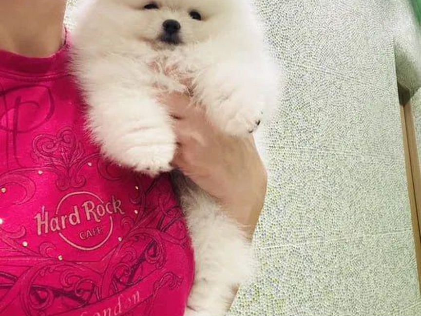 Щеночки шпица 3 месяца красавцы