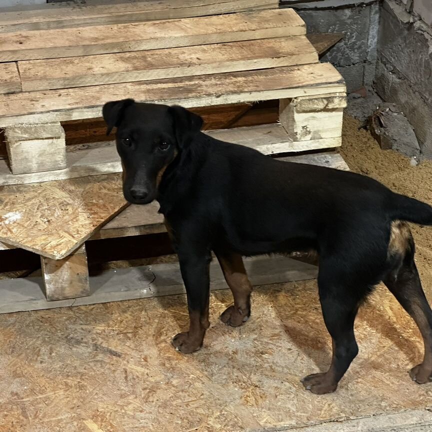 Щенки ягдтерьера