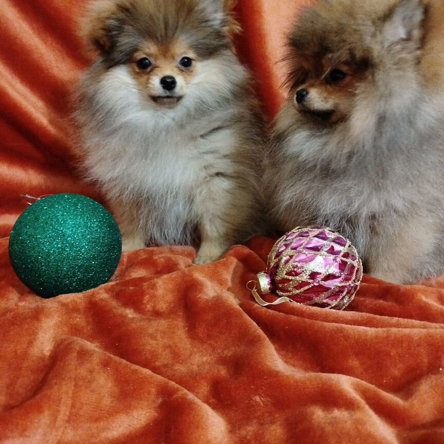 Померанский шпиц, щенок