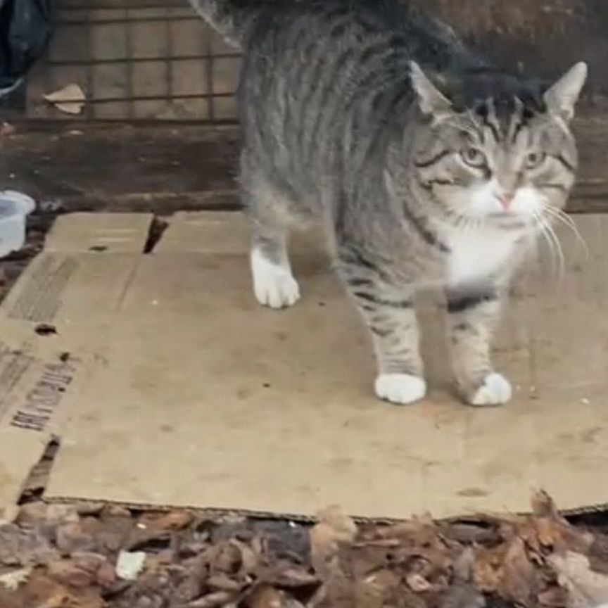 Кота выкинули в парке