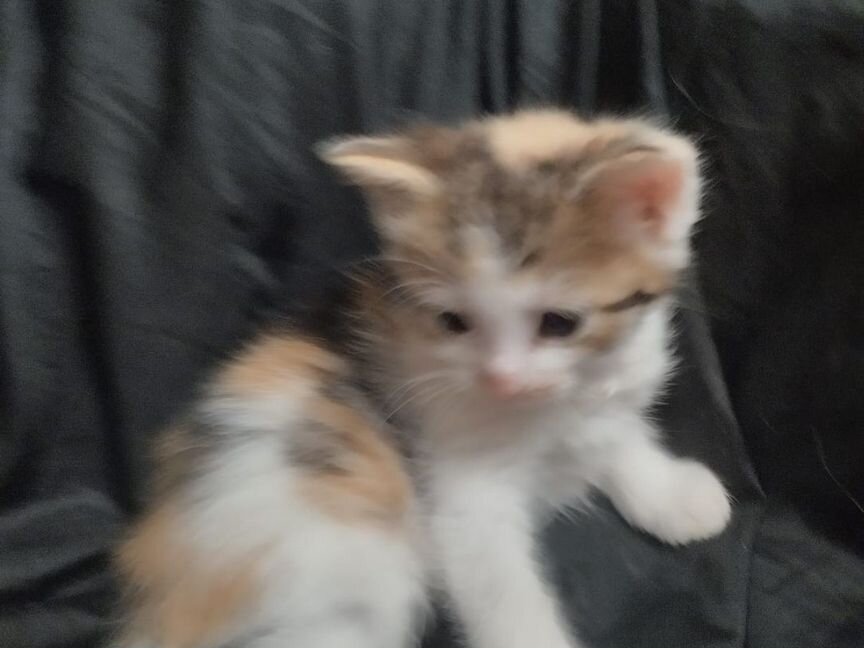 Трехцветные котята