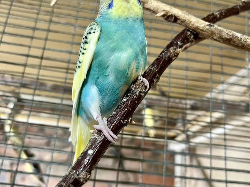 Волнистый попугай