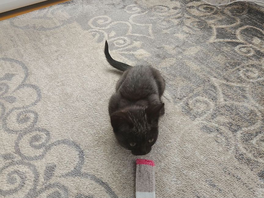 Кошечка 3 месяца