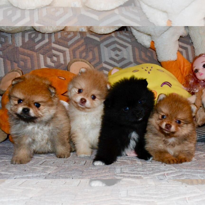 Немецкий шпиц, щенок