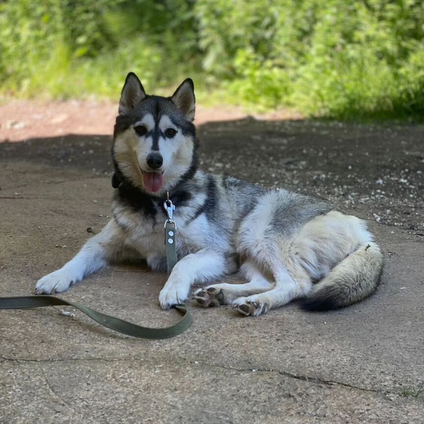 Сибирский хаски собачка