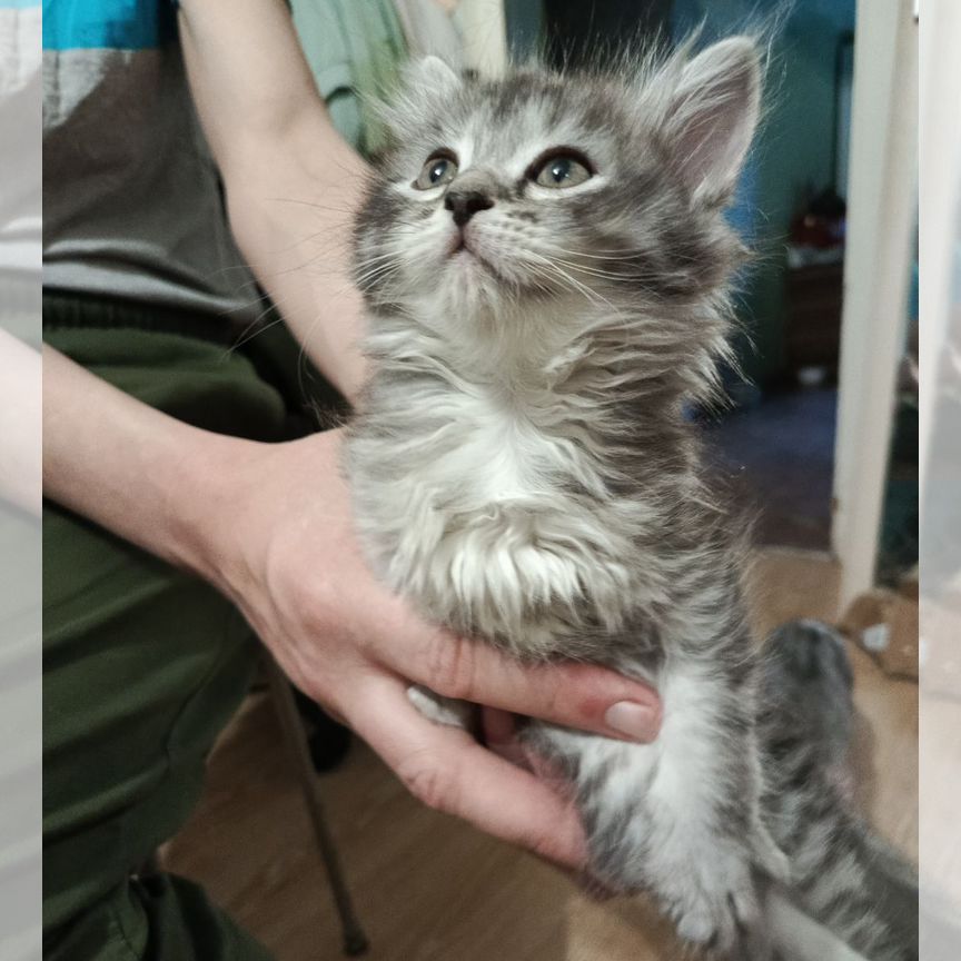 Котёнок в добрые руки