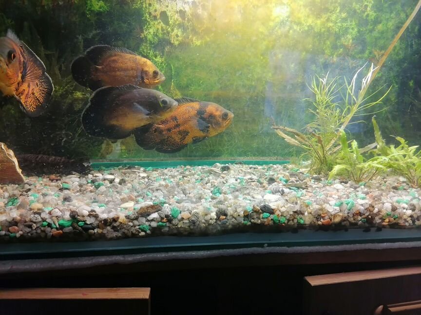 Аквариумные рыбы