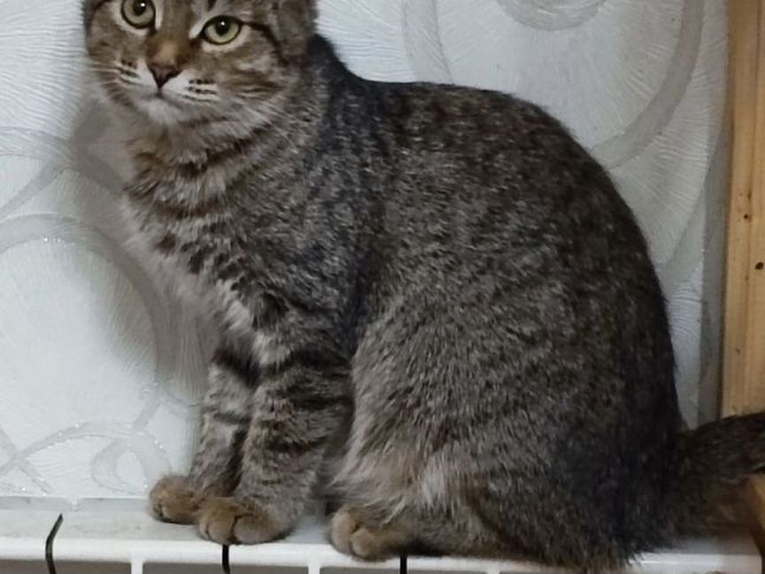 Кошечка Мия из приюта