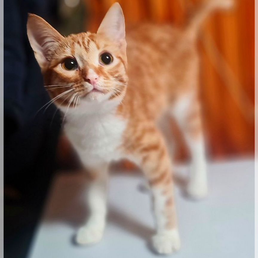 Котёнок. Кошка. Рыжий котёночек