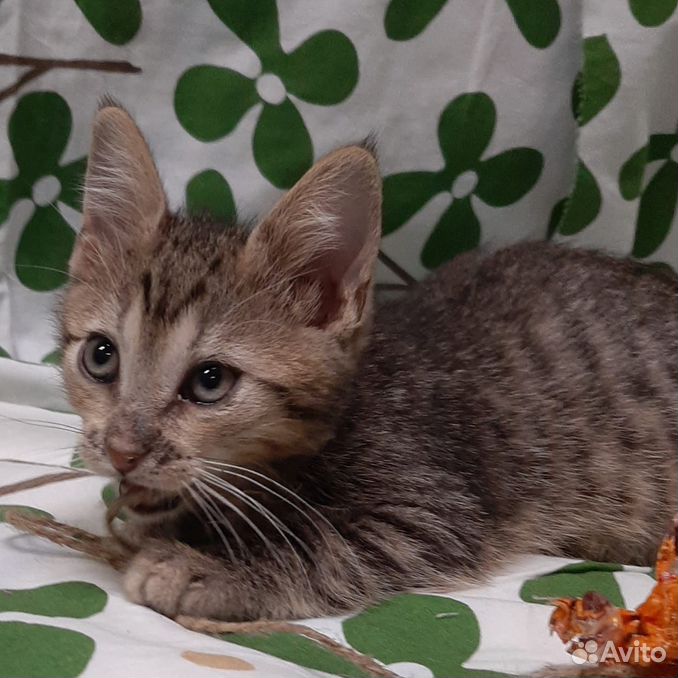 Добрейший полосатик с веснушками ищет дом