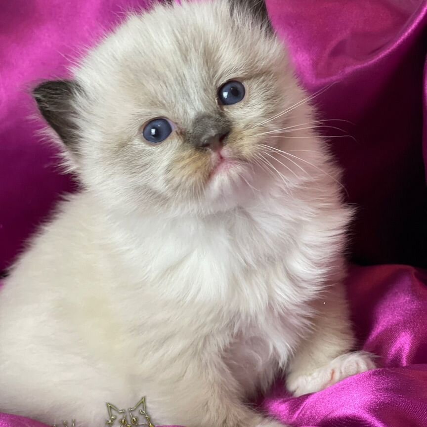 Девочка рэгдолл