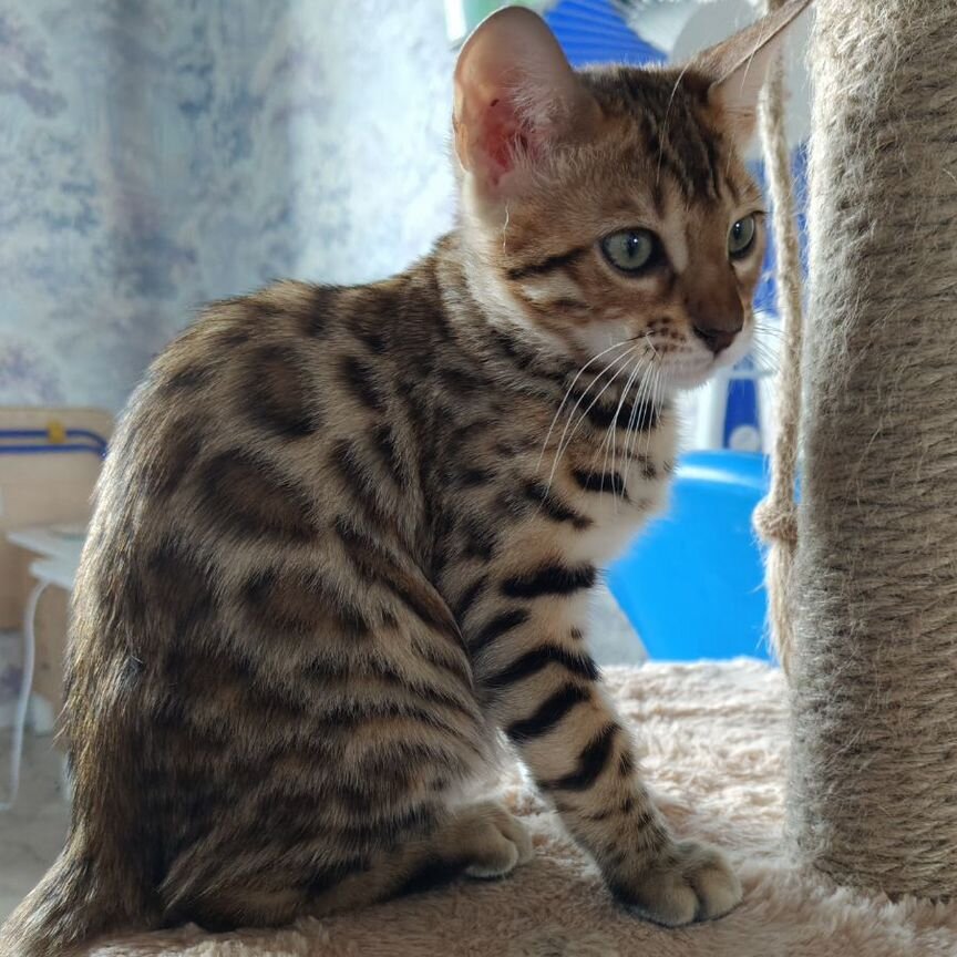 Бенгальские котята