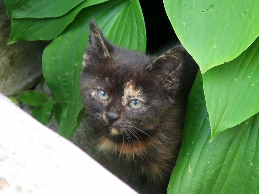 Котята Зеленоград Поварово