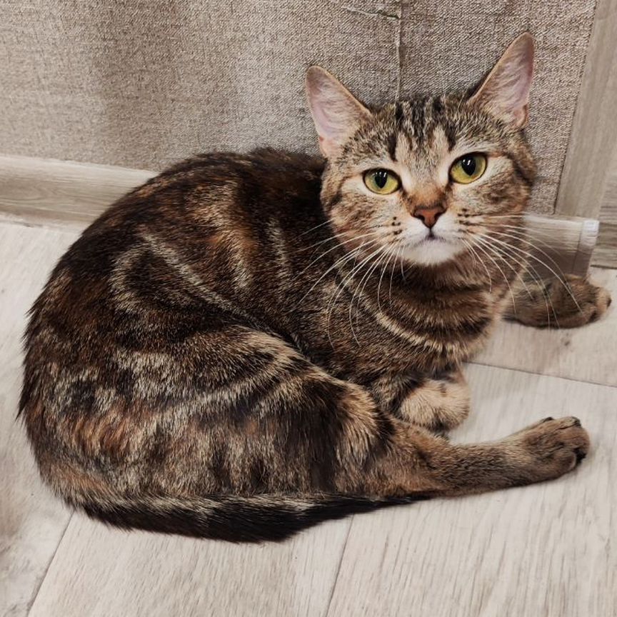 Кошки в добрые руки бесплатно