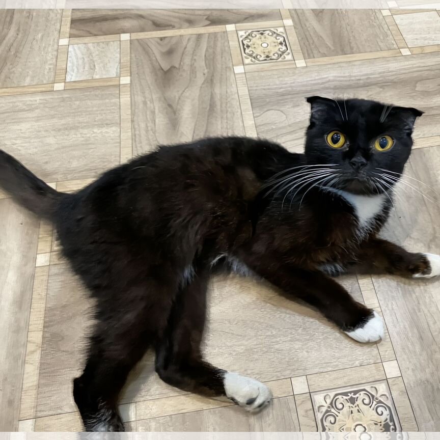 Шотландский вислоухий короткошёрстный котёнок