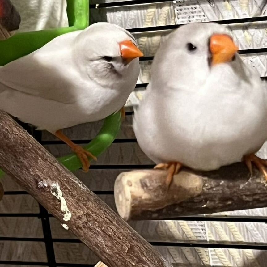 Зебровые амадины