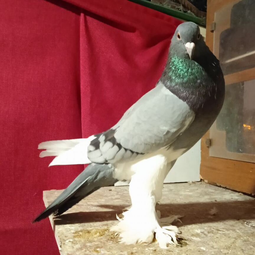 Голубь дутыш самец