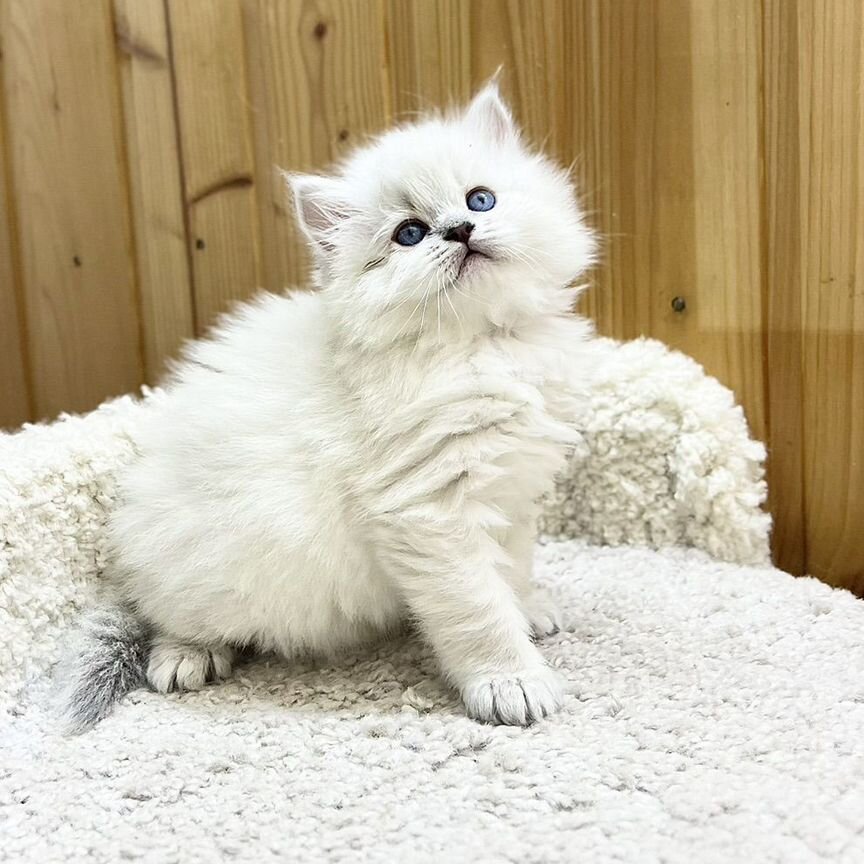 Невские маскарадные котята
