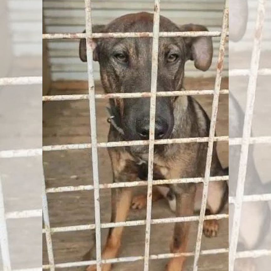 Бриг. домашний пёсик в приюте