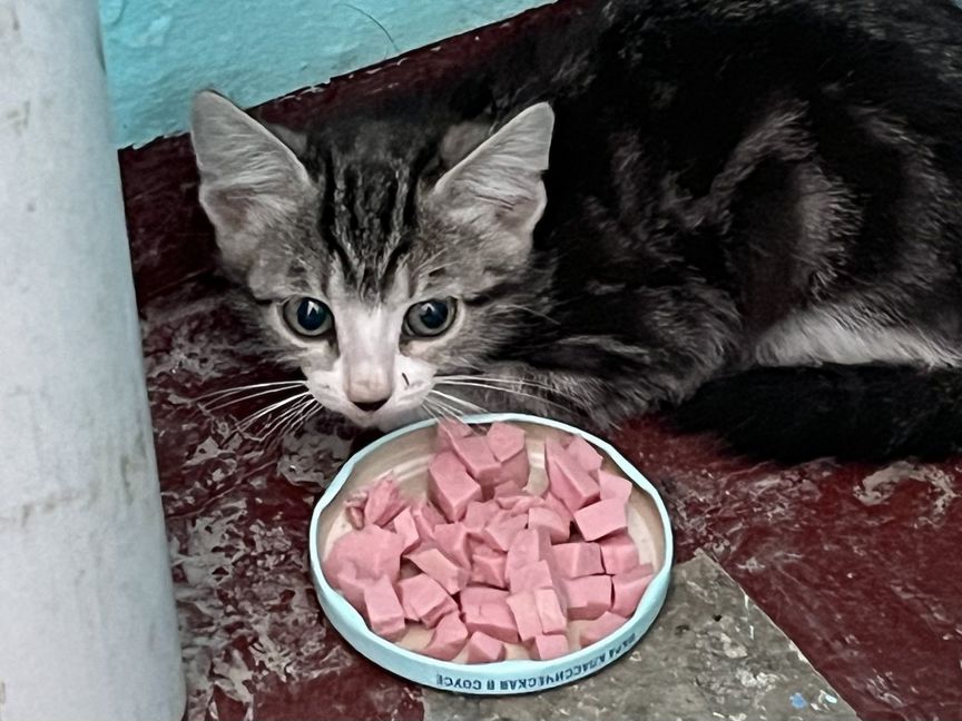 Котята в добрые руки бесплатно